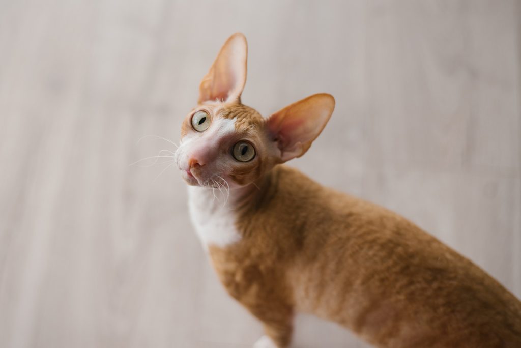 The Cornish Rex Cat: A Whirlwind of Elegance and Energy - MeowMentor