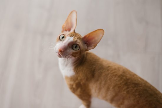 The Cornish Rex Cat: A Whirlwind of Elegance and Energy - MeowMentor