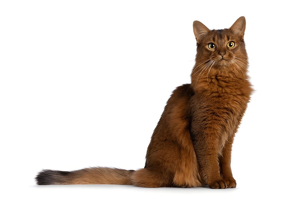 Somali Cat Breed: The Fox-Like Feline with a Playful Heart - MeowMentor